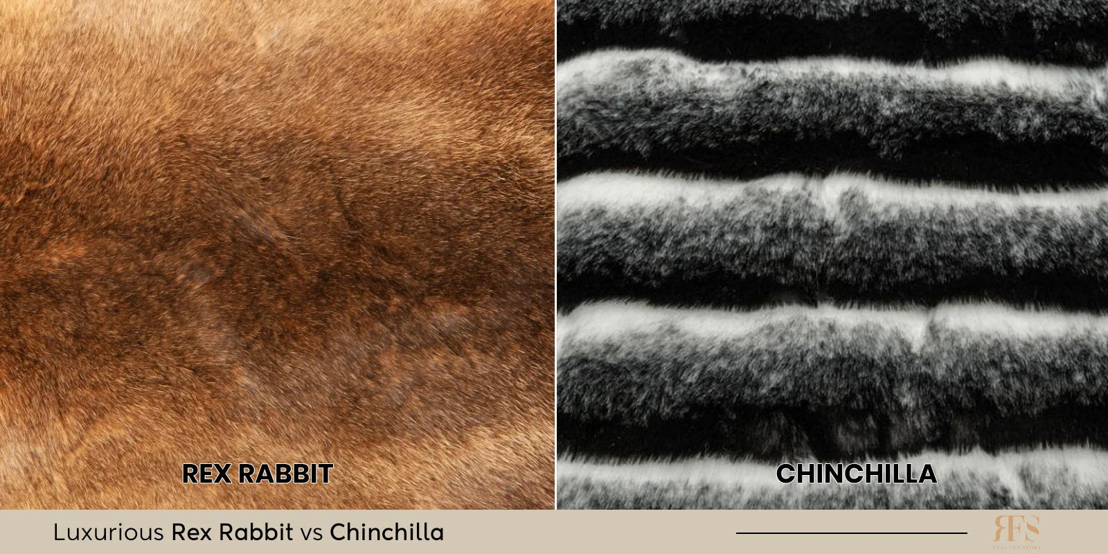 The Ultimate Face Off on Luxurious Rex Rabbit vs Chinchilla | RFS Blogs ...